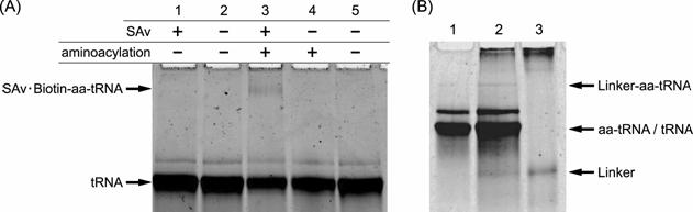 An mRNA-protein Fusion at N-terminus for Evolutionary Protein Engineering