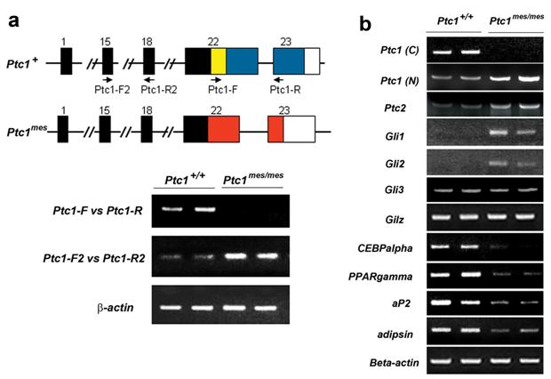 Reduced white fat mass in adult mice bearing a truncated Patched 1