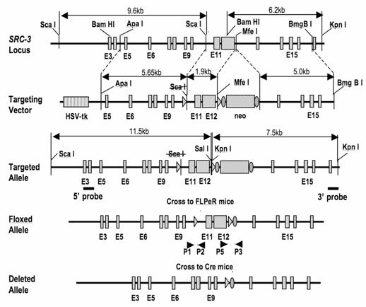 Generation and Validation of a Mouse Line with a Floxed SRC-3/AIB1 ...