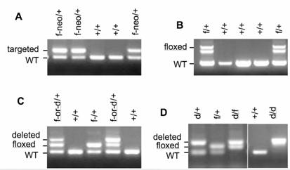 Generation and Validation of a Mouse Line with a Floxed SRC-3/AIB1 ...