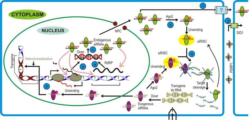 The Fascinating World of RNA Interference