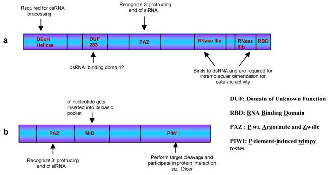 The Fascinating World of RNA Interference