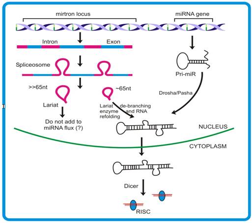 The Fascinating World of RNA Interference