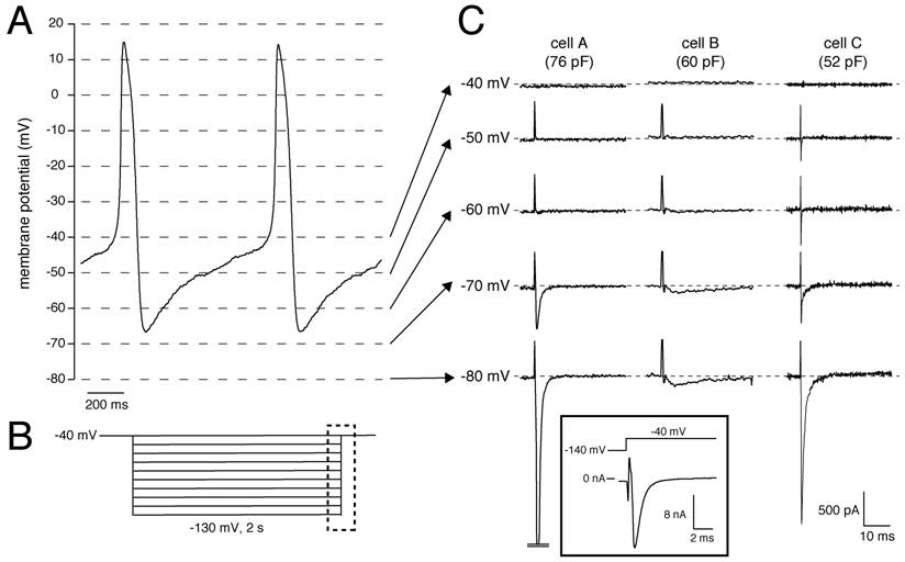 Is sodium current present in human sinoatrial node cells?