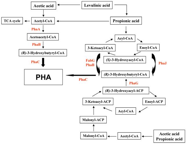 Diverse protein regulations on PHA formation in Ralstonia eutropha on ...