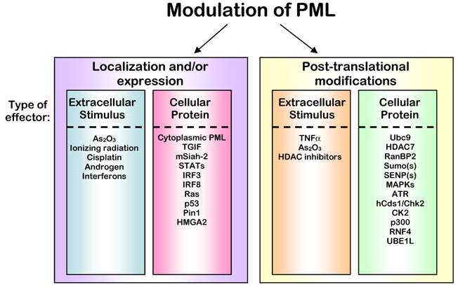 Targeting Promyelocytic Leukemia Protein: A Means to Regulating PML ...