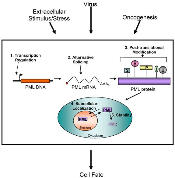 Targeting Promyelocytic Leukemia Protein: A Means to Regulating PML ...