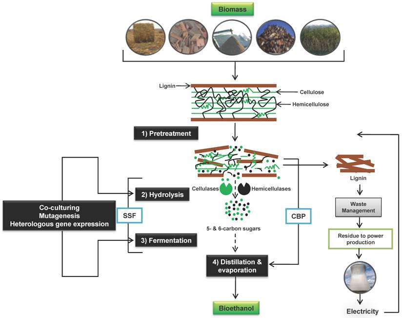 Fungal Bioconversion of Lignocellulosic Residues; Opportunities & Perspectives