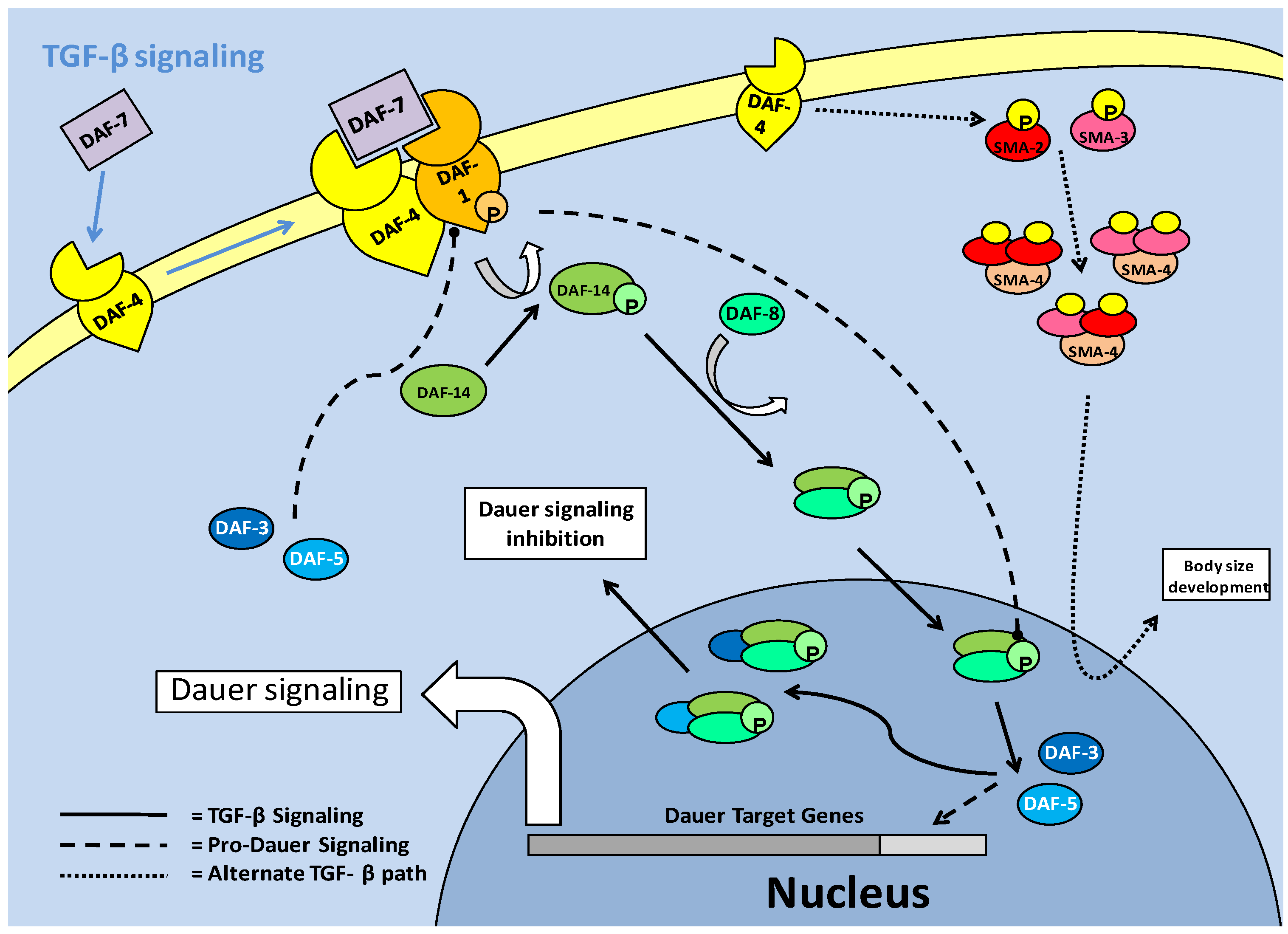 An Overview of Stress Response and Hypometabolic Strategies in ...