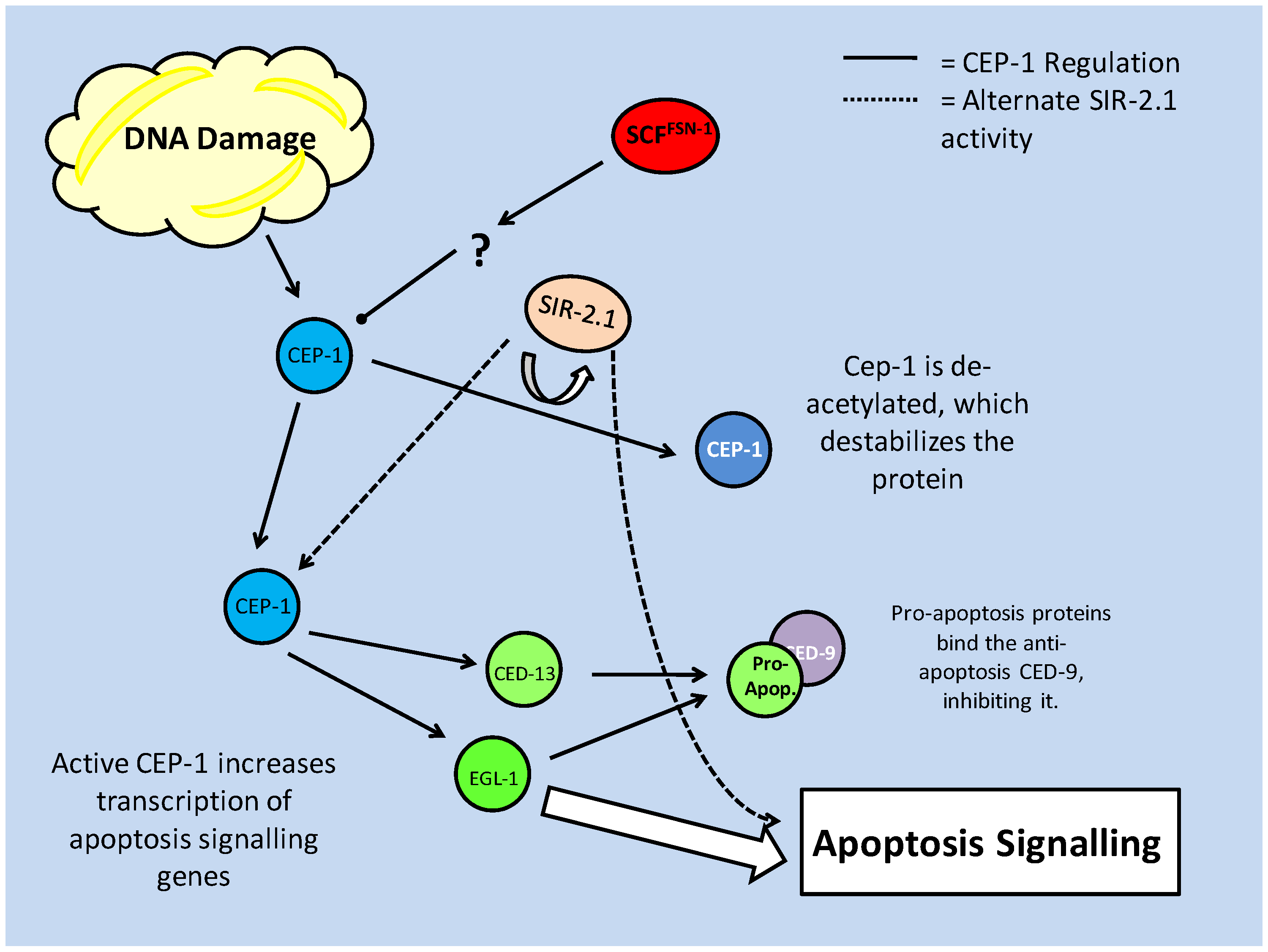 An Overview of Stress Response and Hypometabolic Strategies in ...