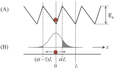 Mechanism of Processive Movement of Monomeric and Dimeric Kinesin Molecules
