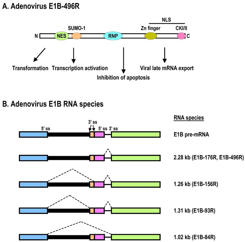 Viral Oncogenes, Noncoding RNAs, and RNA Splicing in Human Tumor Viruses