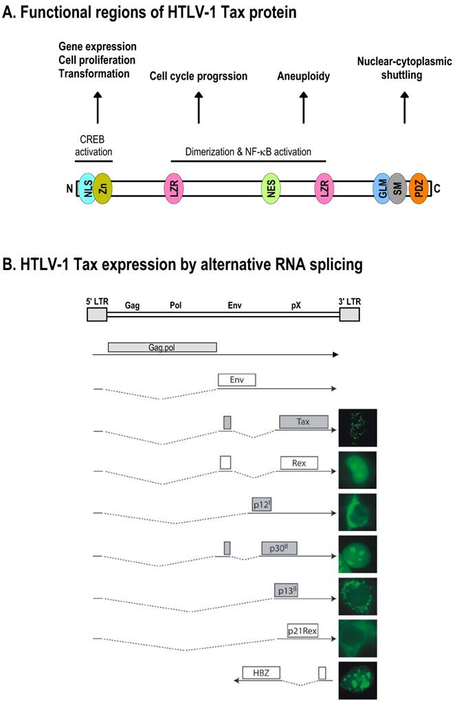 Viral Oncogenes, Noncoding RNAs, and RNA Splicing in Human Tumor Viruses
