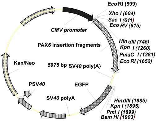 Non-Homologous End Joining Plays a Key Role in Transgene Concatemer ...