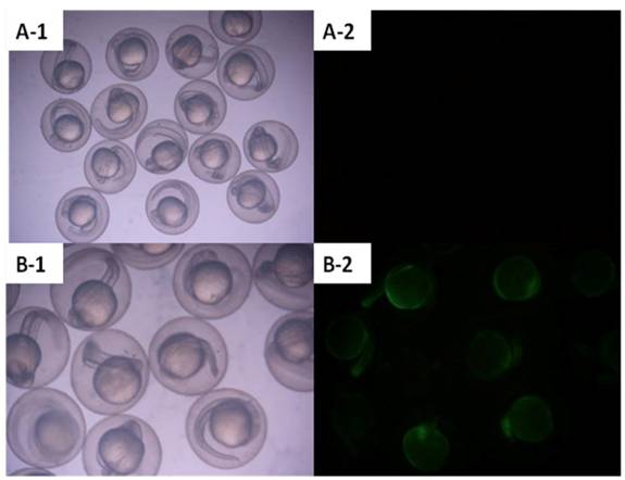 Non-Homologous End Joining Plays a Key Role in Transgene Concatemer ...