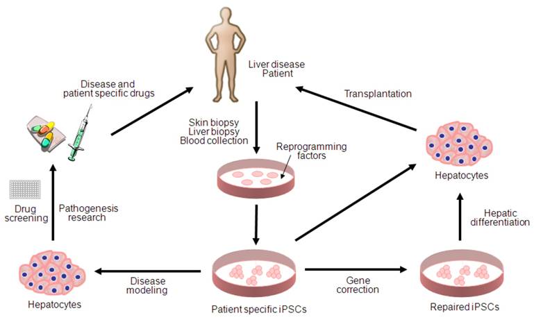 Applications of Patient-Specific Induced Pluripotent Stem Cells; Focused on Disease Modeling ...