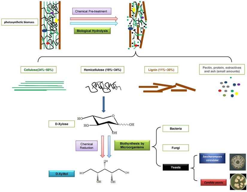 Microbial and Bioconversion Production of D-xylitol and Its Detection ...