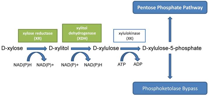 Microbial and Bioconversion Production of D-xylitol and Its Detection ...
