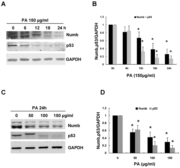 Numb Protects Renal Proximal Tubular Cells from Puromycin ...