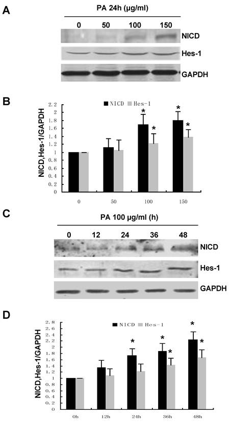 Numb Protects Renal Proximal Tubular Cells from Puromycin ...