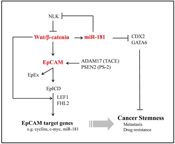 Novel therapeutic Strategies for Targeting Liver Cancer Stem Cells