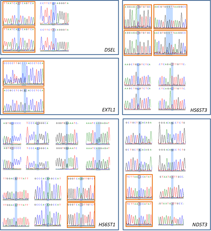 The Heparan and Heparin Metabolism Pathway is Involved in Regulation of ...