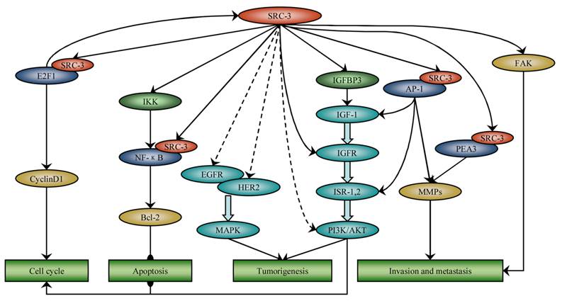 SRC-3 Has a Role in Cancer Other Than as a Nuclear Receptor Coactivator