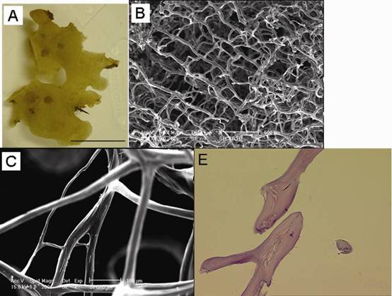 In vitro Evaluation of Natural Marine Sponge Collagen as a Scaffold for ...