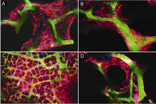 In vitro Evaluation of Natural Marine Sponge Collagen as a Scaffold for ...