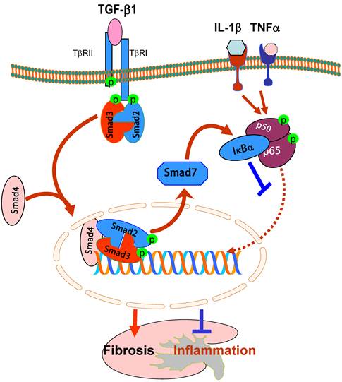 Diverse Roles of TGF-β/Smads in Renal Fibrosis and Inflammation