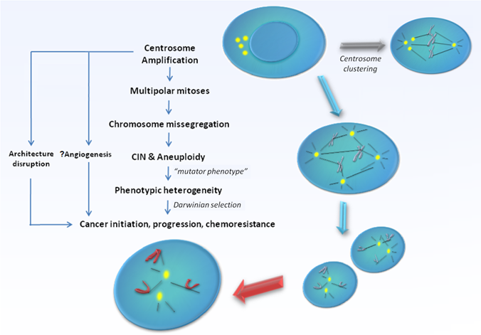 A Clinical Overview of Centrosome Amplification in Human Cancers
