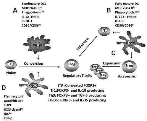 Mechanisms Underlying the Induction of Regulatory T cells and Its ...