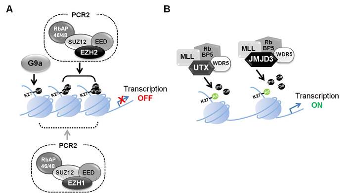 EZH2 Methyltransferase and H3K27 Methylation in Breast Cancer