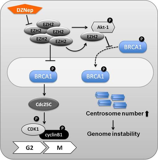 EZH2 Methyltransferase and H3K27 Methylation in Breast Cancer