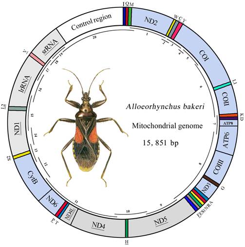 The Complete Mitochondrial Genome of the Damsel Bug Alloeorhynchus ...