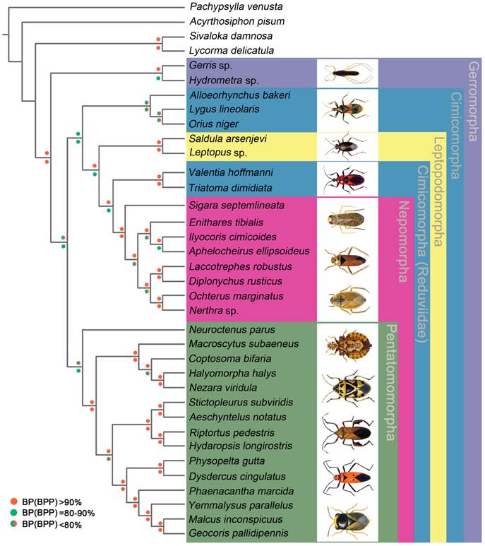 The Complete Mitochondrial Genome of the Damsel Bug Alloeorhynchus ...