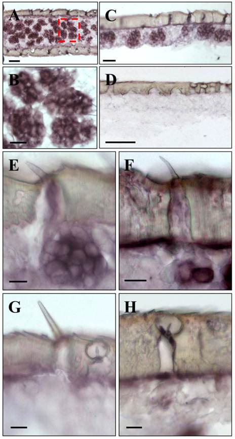 The Olfactory Co-receptor Orco from the Migratory Locust (Locusta ...