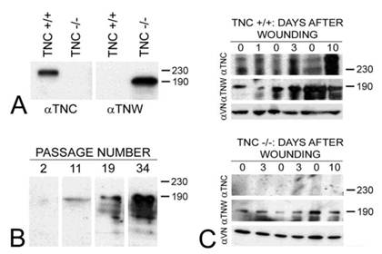 The Adhesion Modulating Properties of Tenascin-W