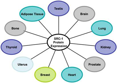 The Function of Steroid Receptor Coactivator-1 in Normal Tissues and Cancer
