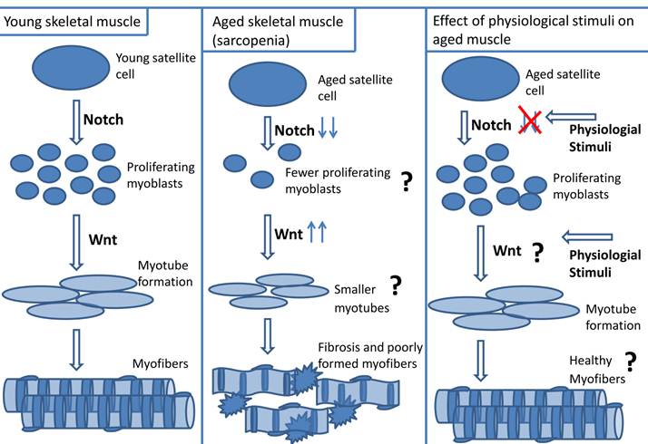 The Effect of Physiological Stimuli on Sarcopenia; Impact of Notch and ...