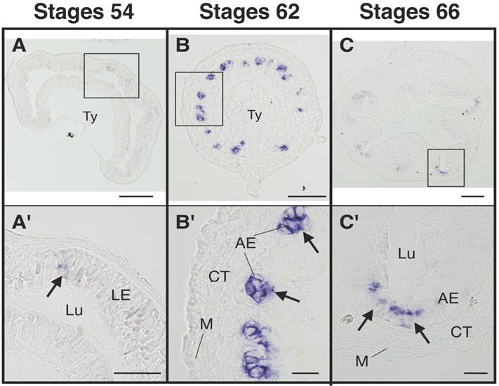 Thyroid Hormone Regulation of Adult Intestinal Stem Cell Development ...