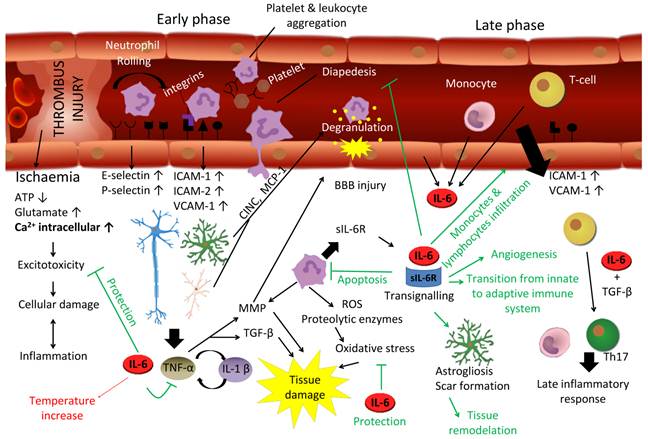 Interleukin-6, a Major Cytokine in the Central Nervous System