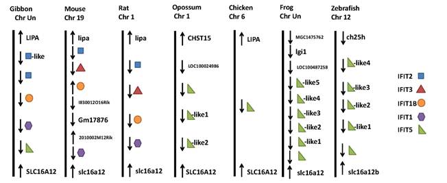 Interferon Induced IFIT Family Genes in Host Antiviral Defense