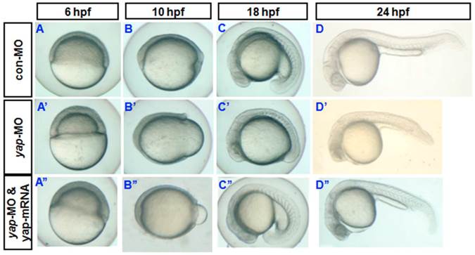 Yes-Associated Protein (Yap) Is Required for Early Embryonic ...