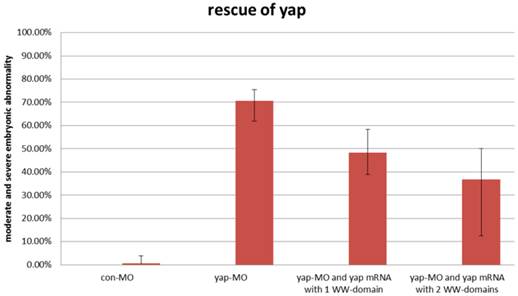 Yes-Associated Protein (Yap) Is Required for Early Embryonic ...