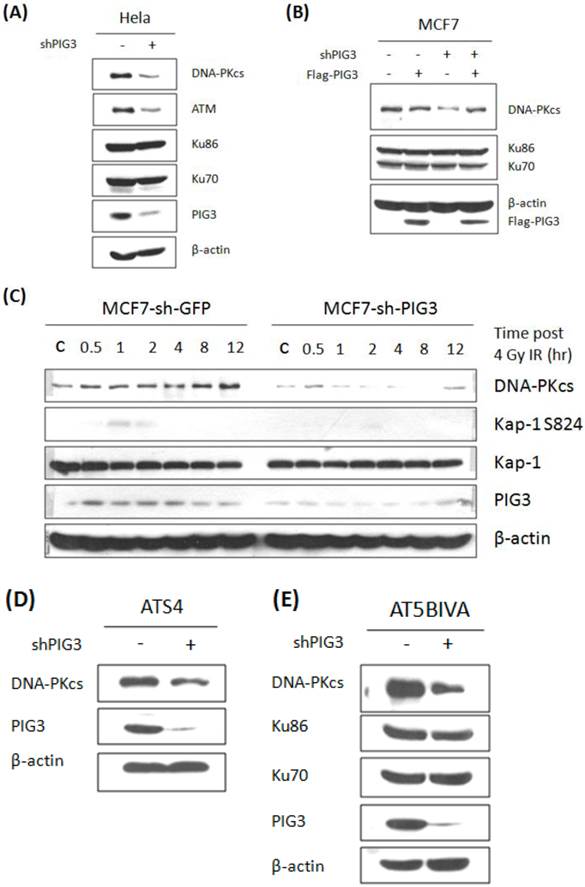PIG3 Functions in DNA Damage Response through Regulating DNA-PKcs ...