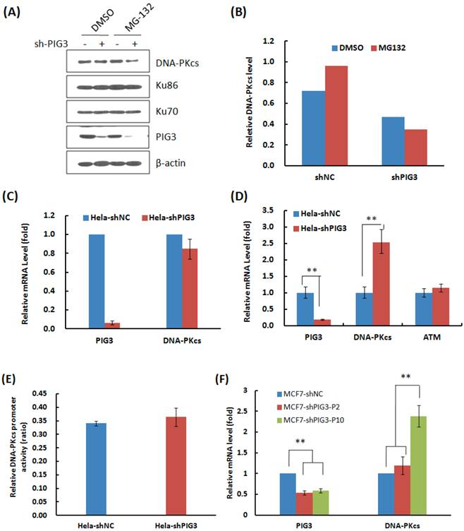 PIG3 Functions in DNA Damage Response through Regulating DNA-PKcs ...