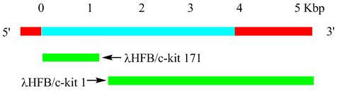 The C-Kit Receptor-Mediated Signal Transduction and Tumor-Related Diseases