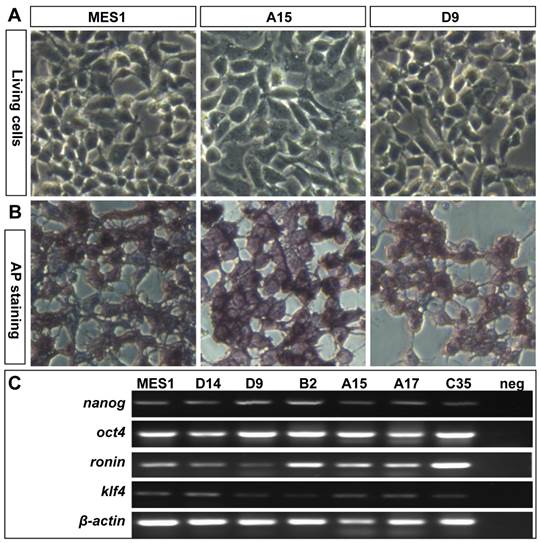 Nanos3 Gene Targeting in Medaka ES Cells