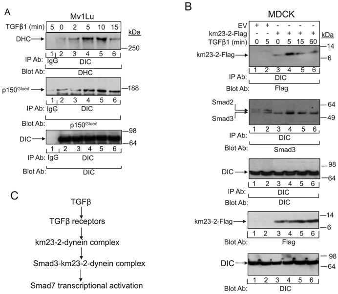 A Dynein Motor Attachment Complex Regulates TGFß/Smad3 Signaling